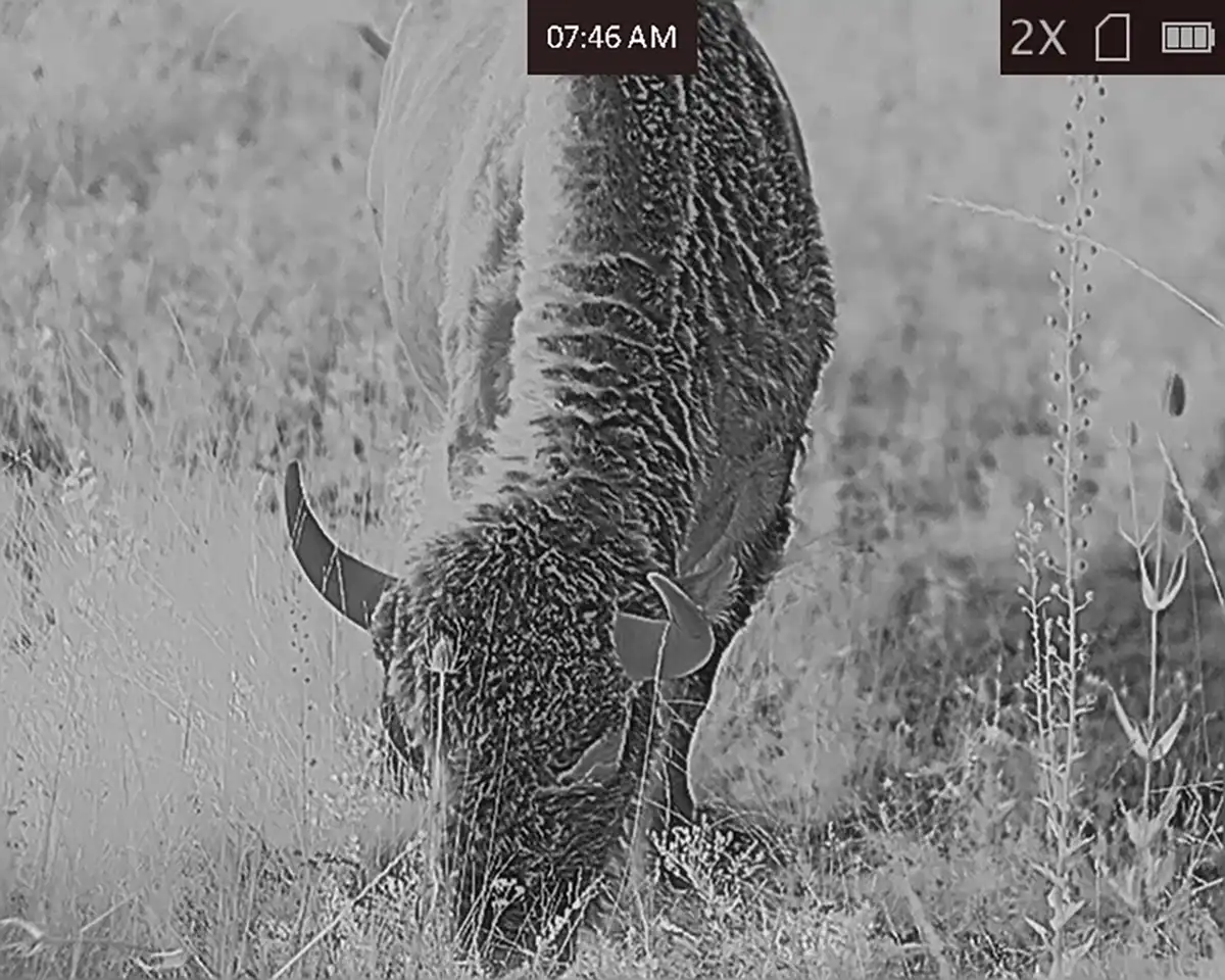 Using Thermal Technology for Bear Protection